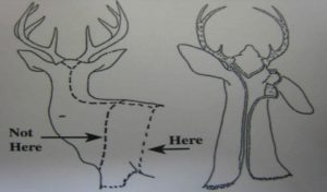 Caping 101, by Ray Wiens - Journal of Mountain Hunting