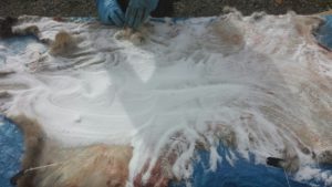 Caping 101, by Ray Wiens - Journal of Mountain Hunting