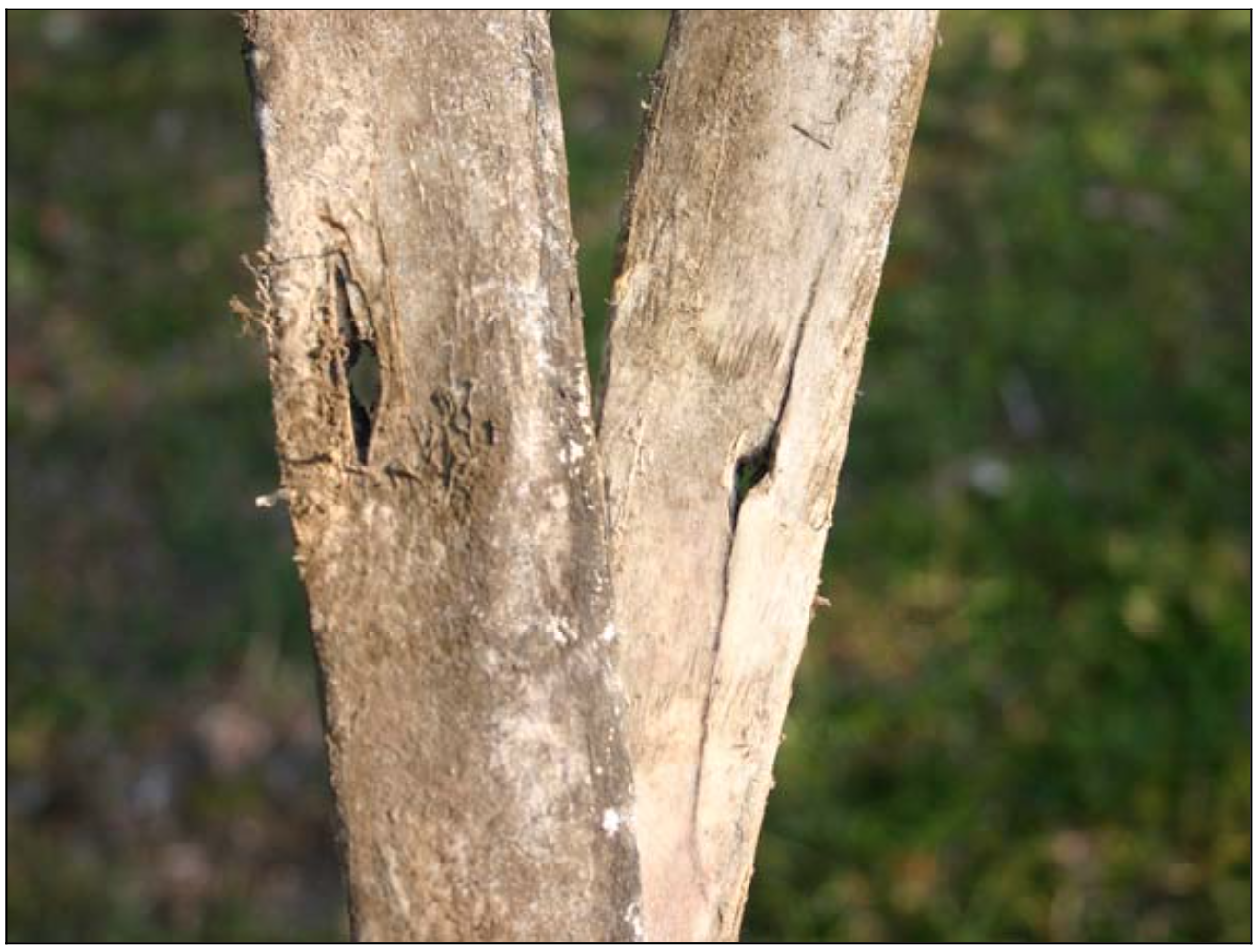Why Single-Bevel Broadheads? By Dr. Ed Ashby | Mountain Archer