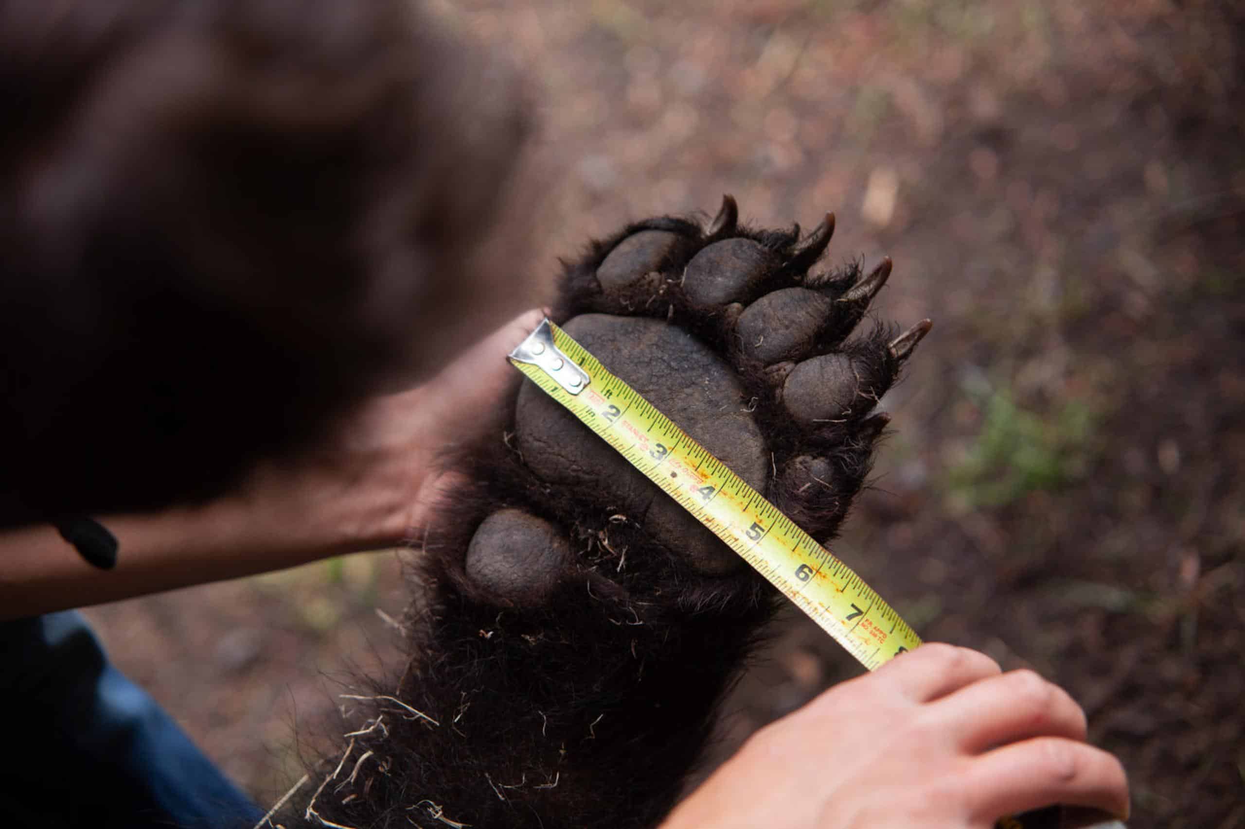 Bad Ass Bears: Spot and Stalk Bear Hunting | Pro Insight