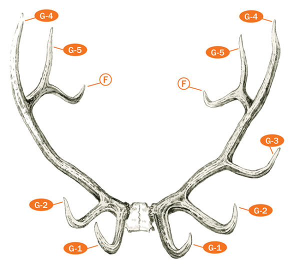 Measuring and Scoring Rocky Mountain Elk - B&C Club Official Guide ...