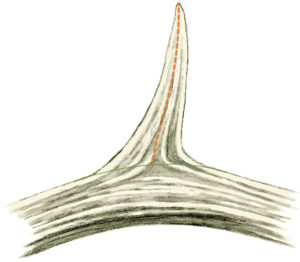 Measuring and Scoring Rocky Mountain Elk - B&C Club Official Guide ...