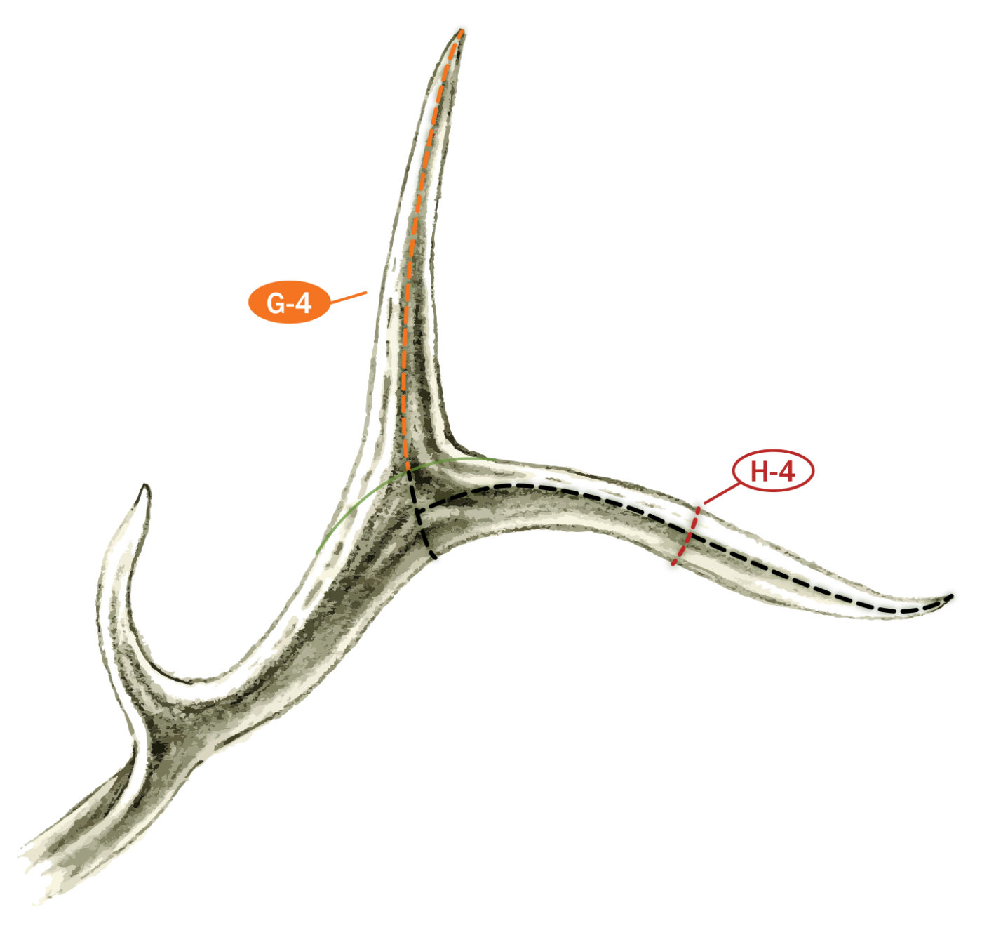 Measuring and Scoring Rocky Mountain Elk - B&C Club Official Guide ...