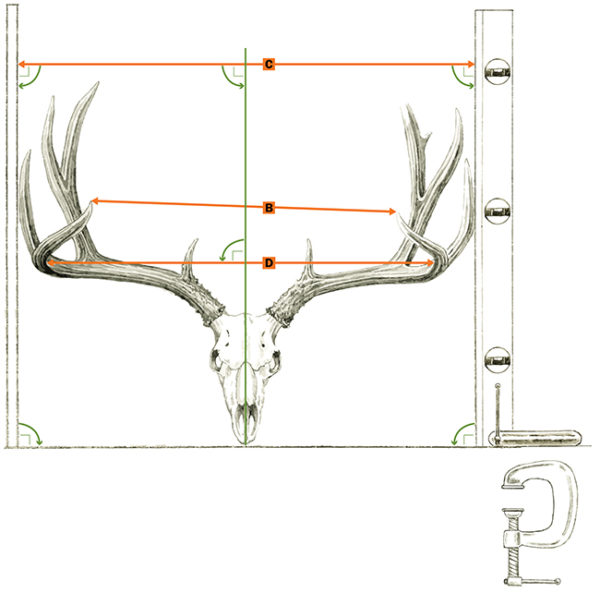 Measuring and Scoring Mule and Blacktail Deer - B&C Club Official Guide ...