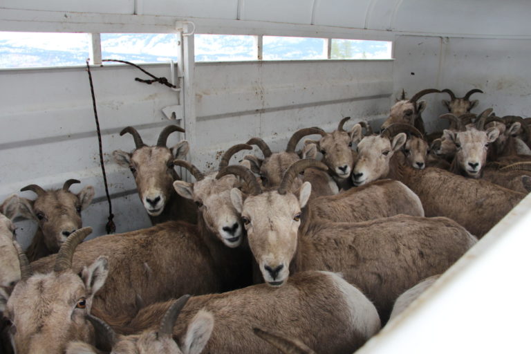 Conservation Spotlight: The Wild Sheep Society of BC, By Kyle Stelter ...