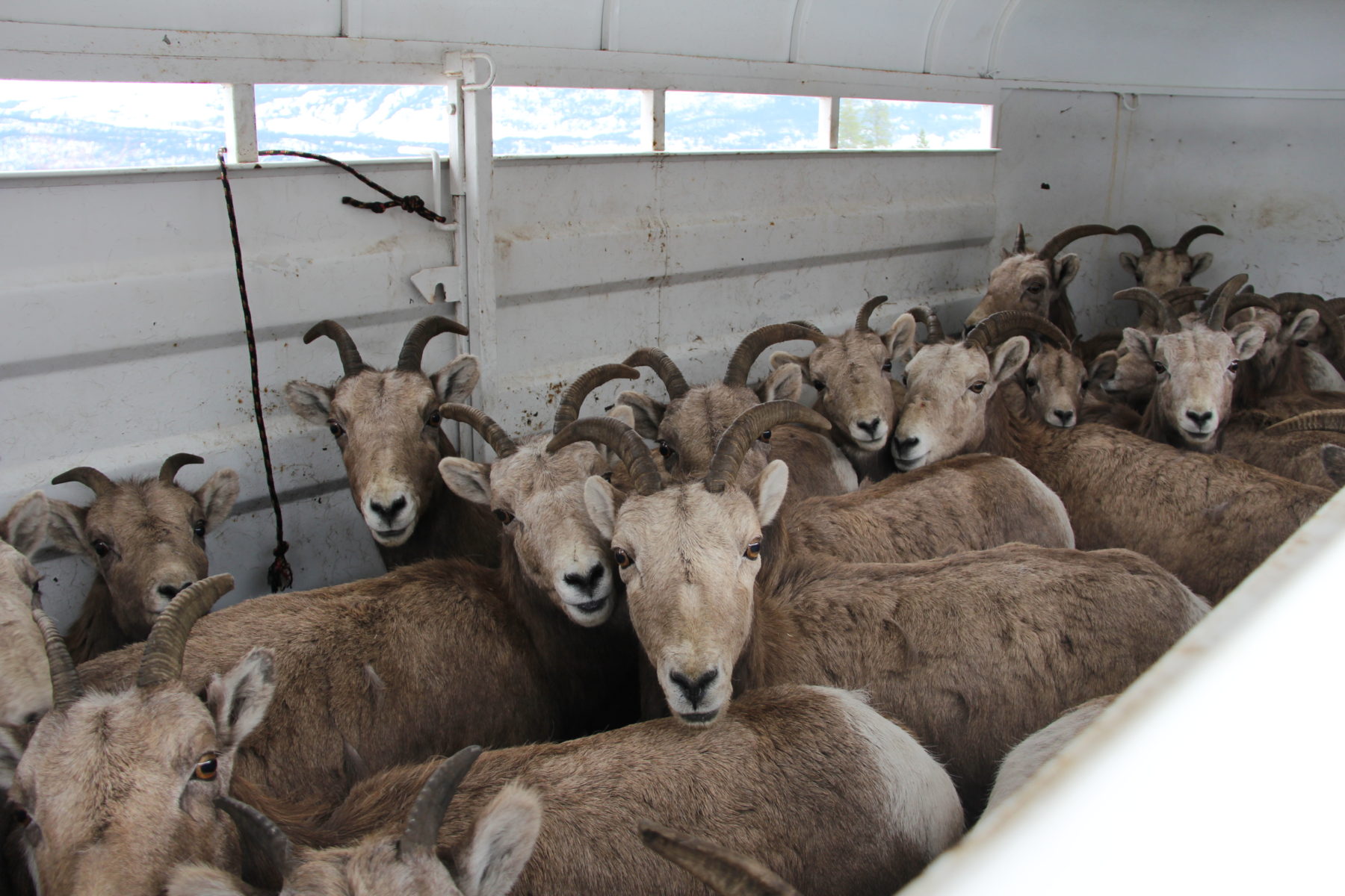 Conservation Spotlight: The Wild Sheep Society of BC, By Kyle Stelter ...