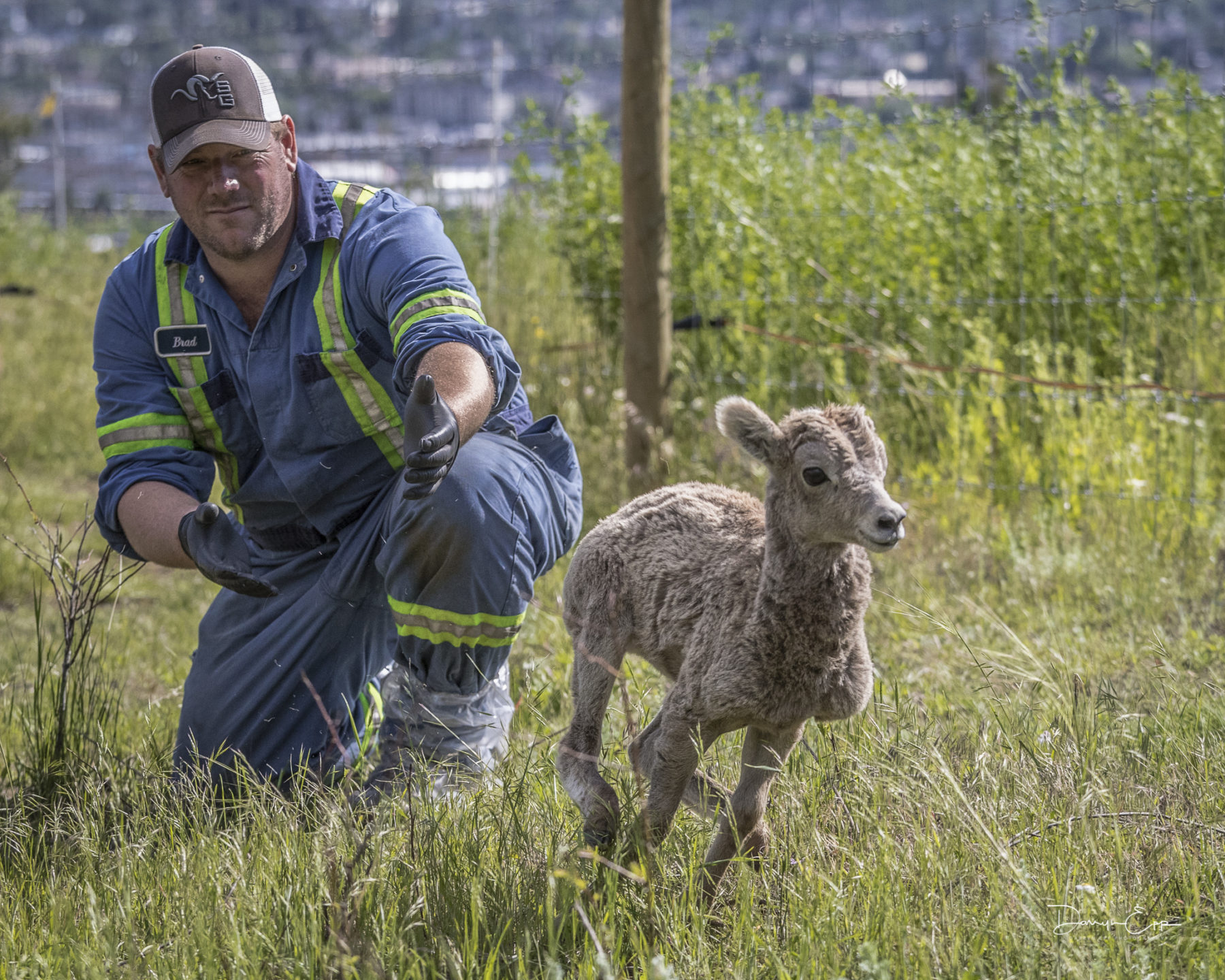 Conservation Spotlight: The Wild Sheep Society of BC, By Kyle Stelter ...