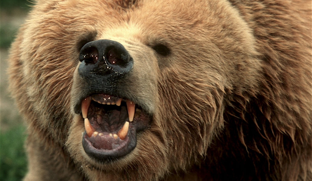 Make Your Mountain Rifle A Bear Stopping Rifle, By Ron Spomer - Journal ...