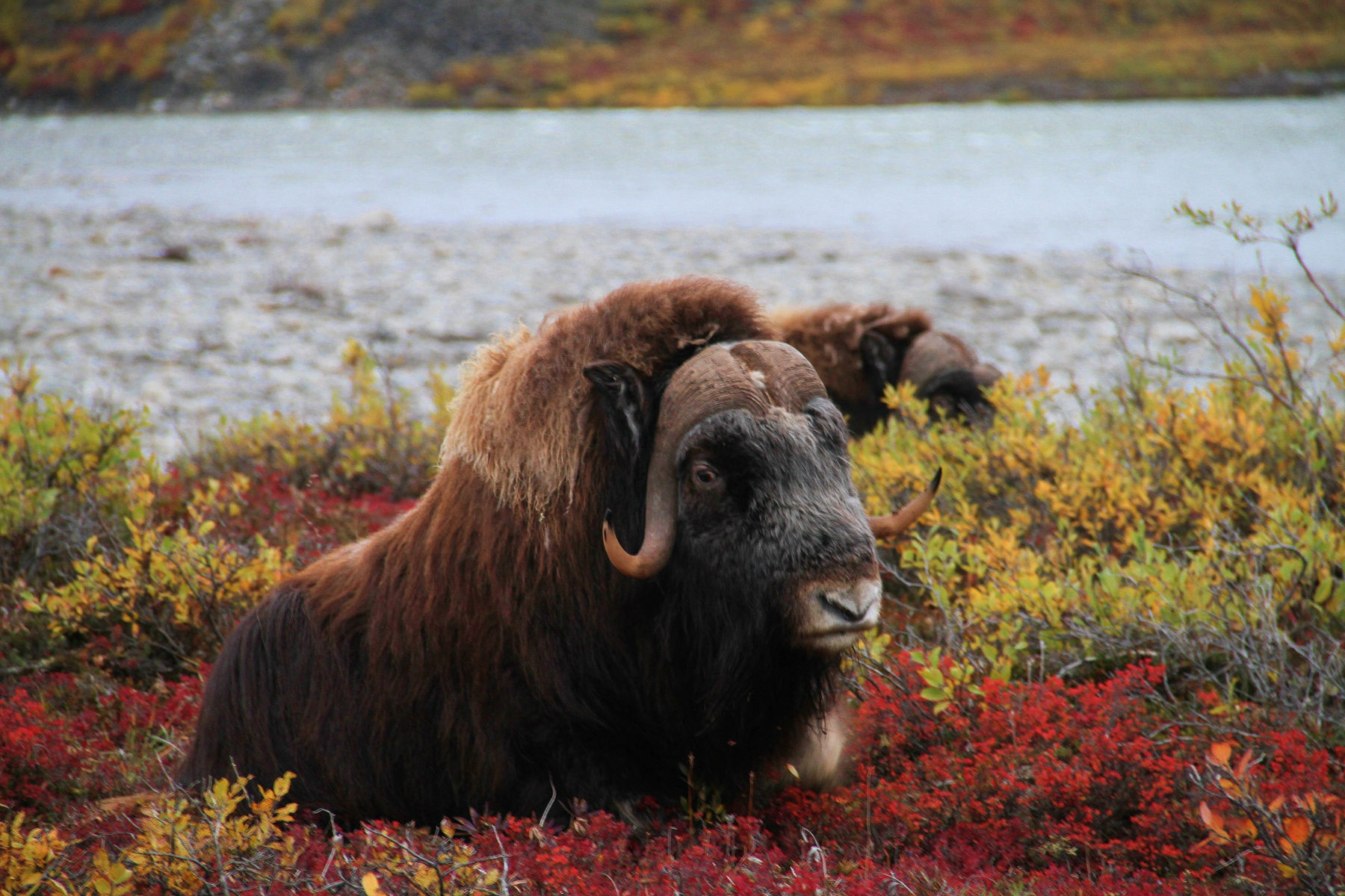 The DIY Guide to the Haul Road, By Steve Opat - Journal of Mountain Hunting