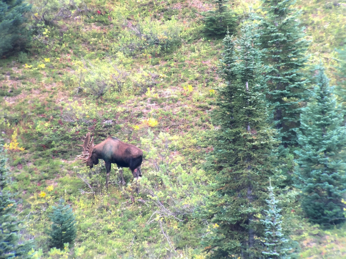 Serengeti of the North: The Muskwa-Kechika, By Nolan Osborne - Journal ...