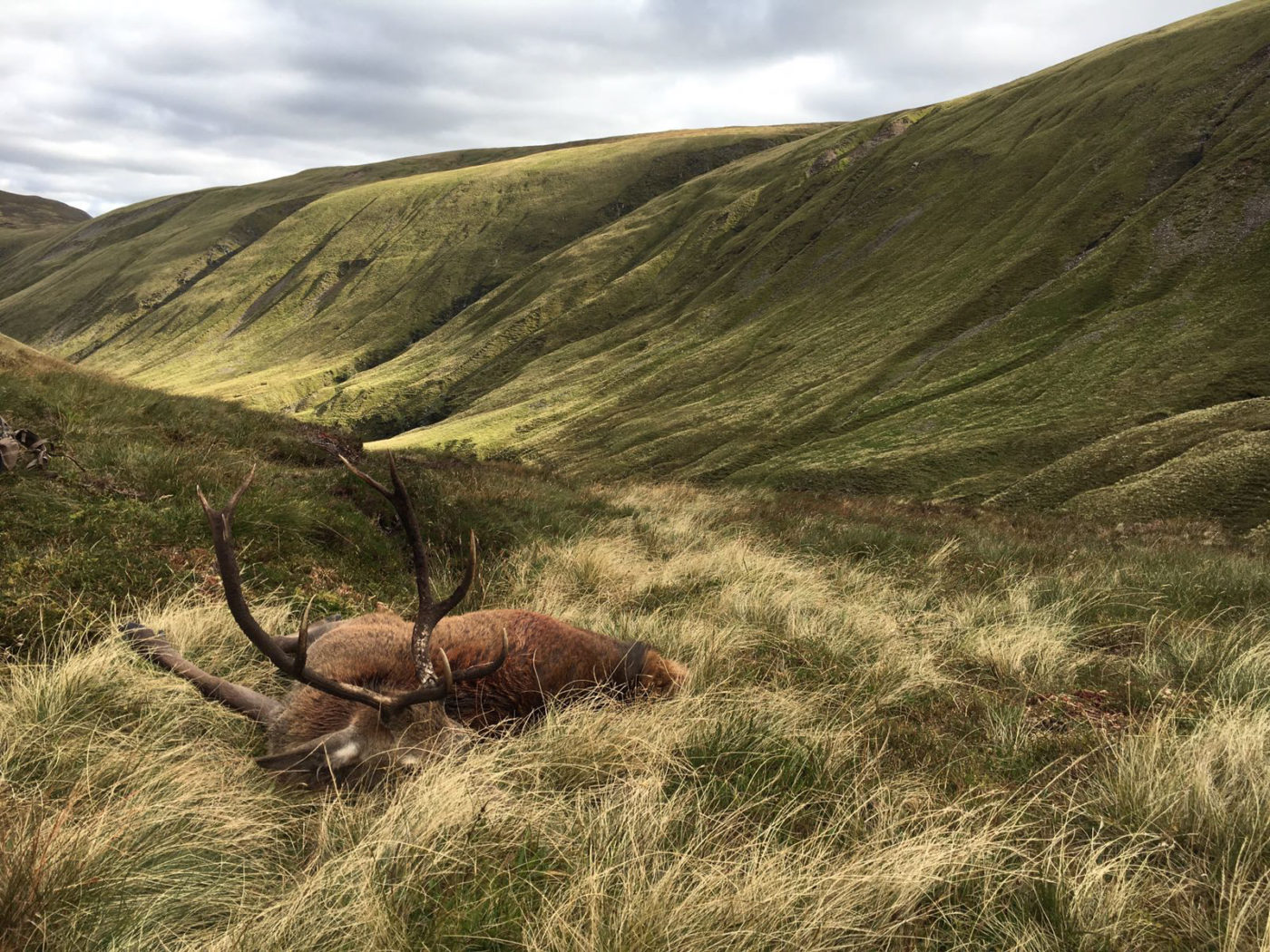 Roar of the Highland Stag, By Lukas Schulte - Journal of Mountain Hunting