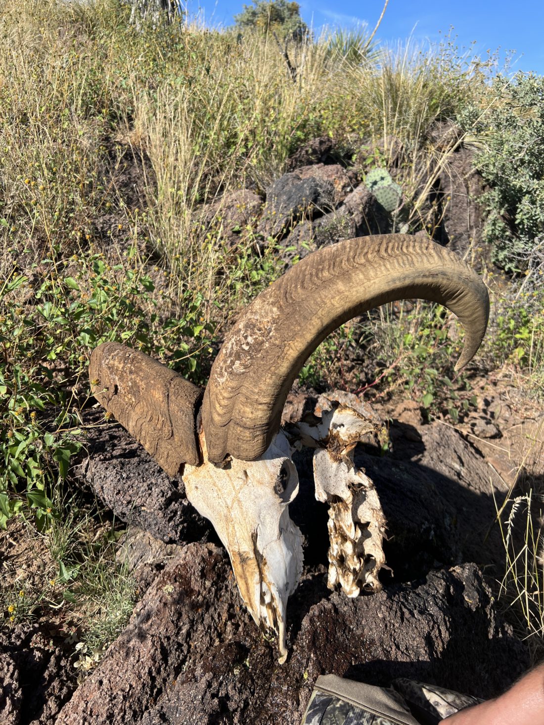 The Sacrificial Ram, By Alexander Sharif - Journal of Mountain Hunting