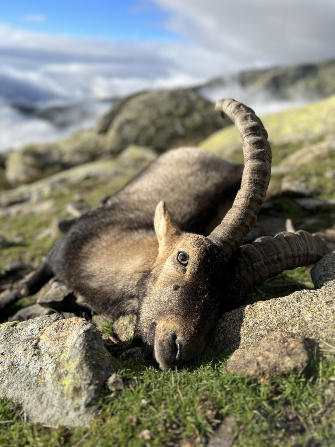 The Solstice Billy and la Machorra… By Alexander Sharif - Journal of ...