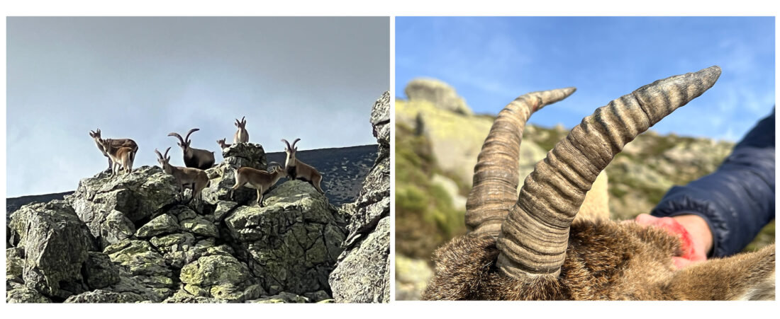 The Solstice Billy and la Machorra… By Alexander Sharif - Journal of ...